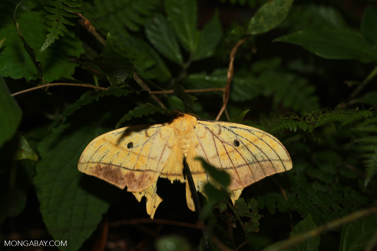 Comet moth with damaged wings [madagascar_3765]