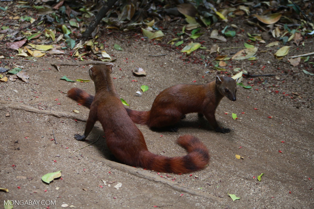 Ring-tailed mongoose (Galidia elegans) [madagascar_4008]
