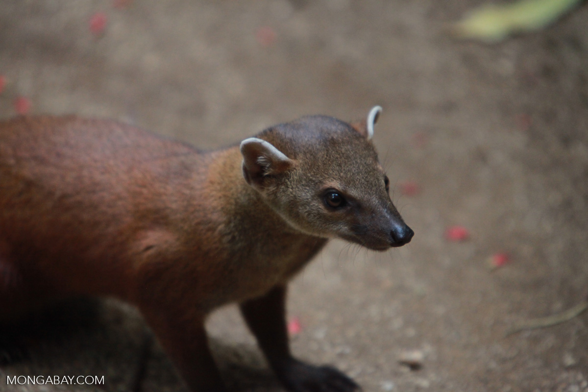 Ring-tailed mongoose (Galidia elegans) [madagascar_4015]