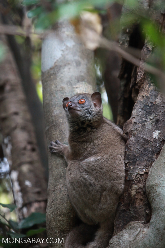 Northern Weasel Lemur (Lepilemur septentrionalis)