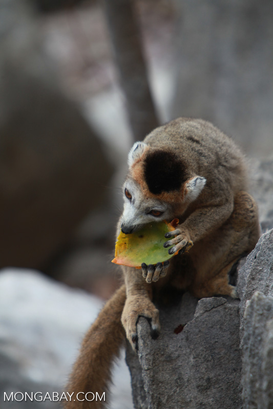 Female crowned lemur feeding on a mango rind while perched on sharp ...