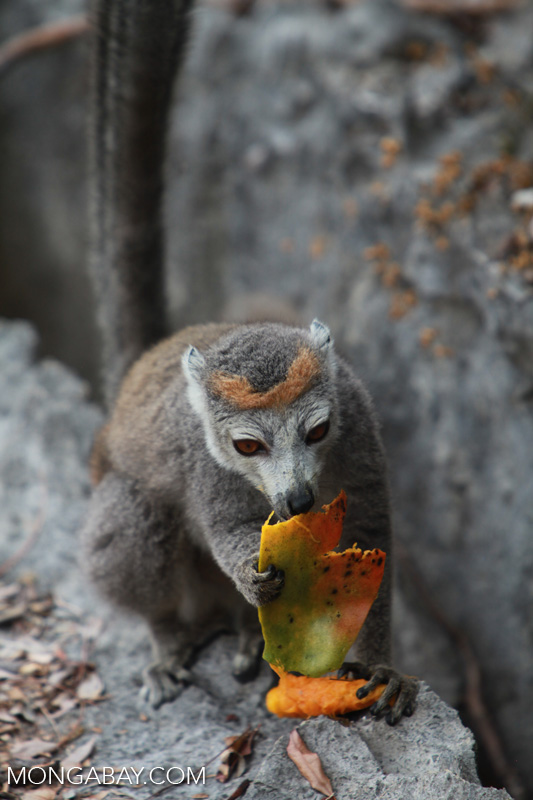 Female crowned lemur feeding on a mango rind while perched upon ...