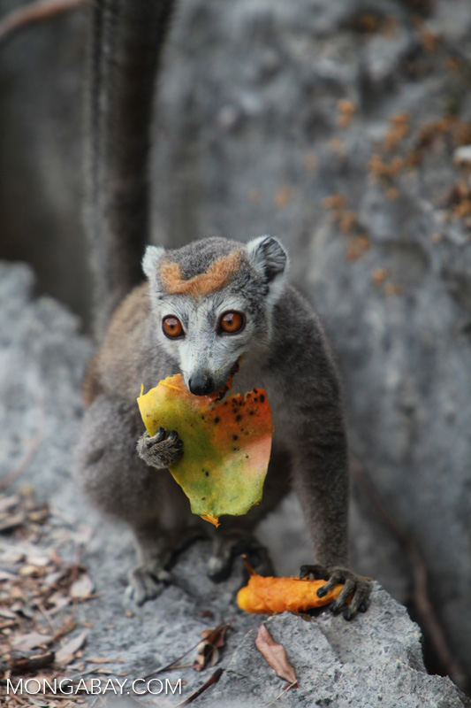 Female crowned lemur feeding on a mango rind while perched upon ...