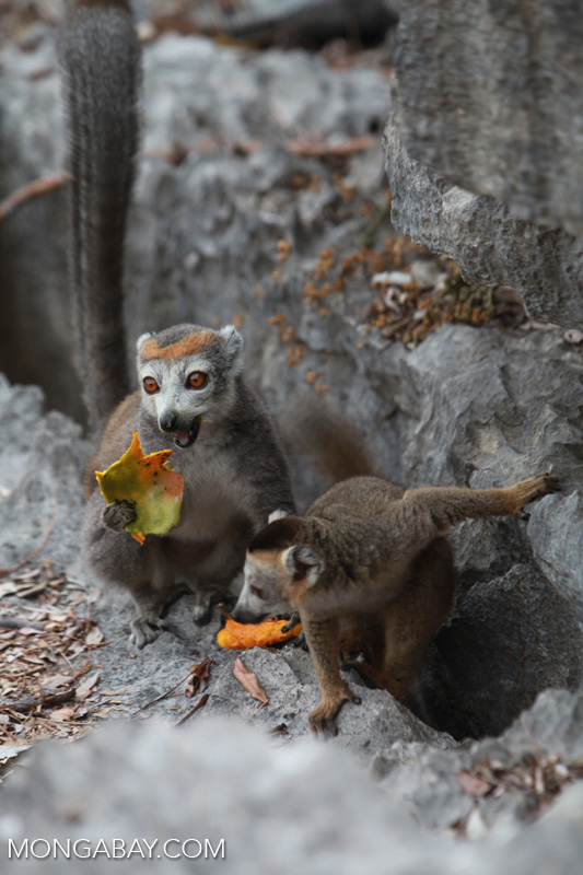 Female crowned lemur feeding on a mango rind while perched upon ...