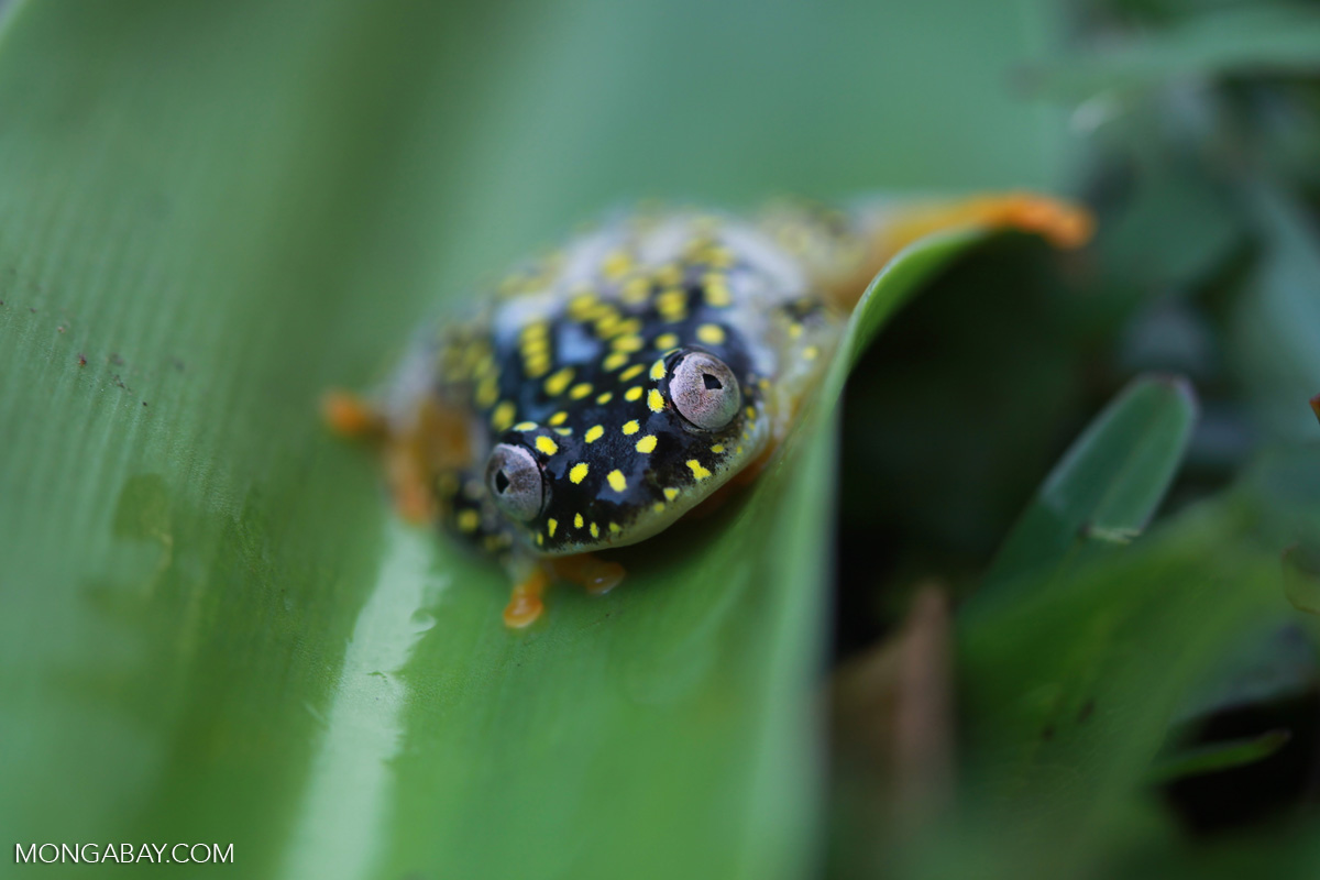 White Spotted Reed Frog (Heterixalus alboguttatus) [madagascar_5166]