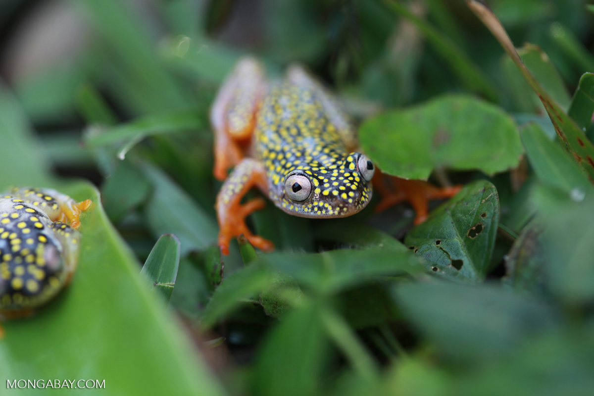 White Spotted Reed Frog (Heterixalus alboguttatus) [madagascar_5168]
