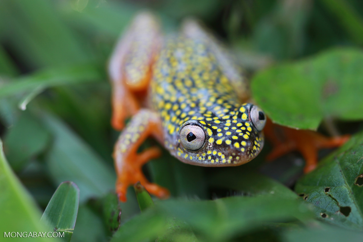 White Spotted Reed Frog (Heterixalus alboguttatus) [madagascar_5169]