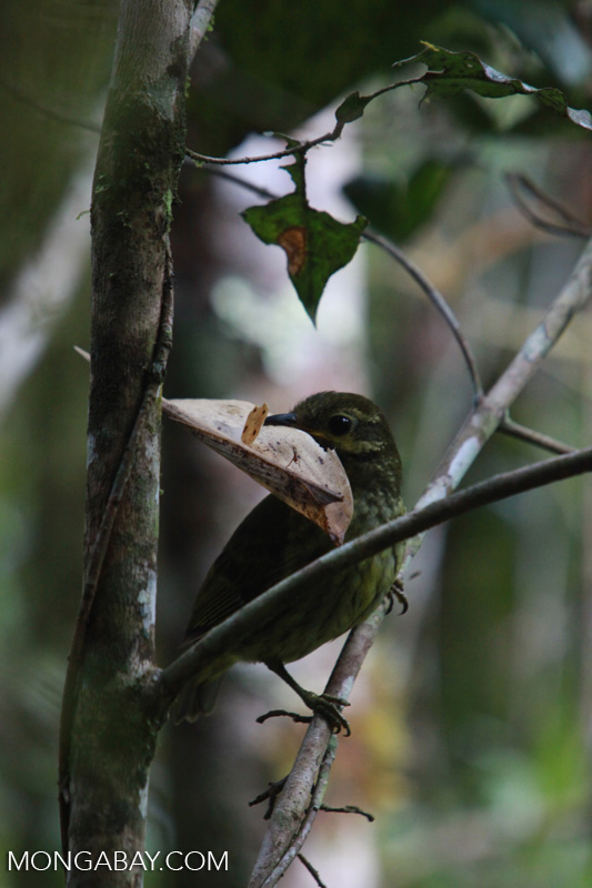 Female Velvet Asity (Philepitta castanea) gathering leaves