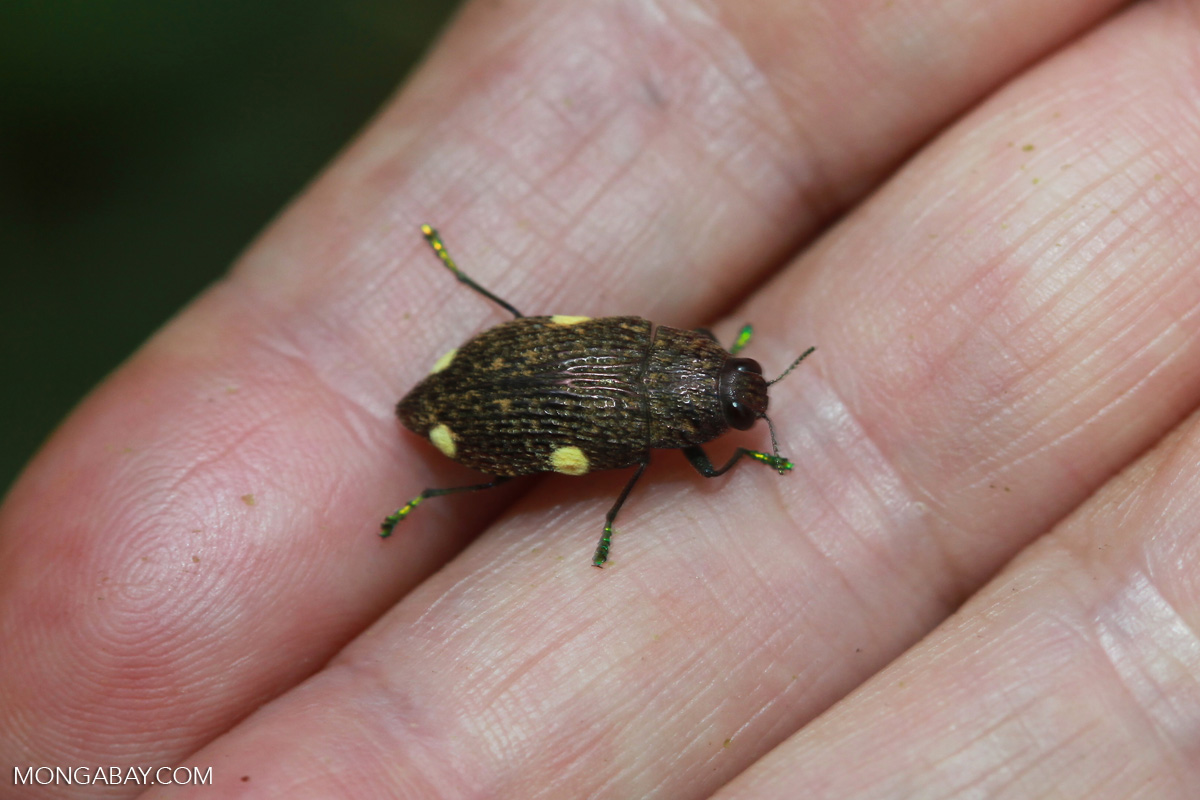 Spotted Jewel beetle (family Buprestidae, genus Polybothris ...