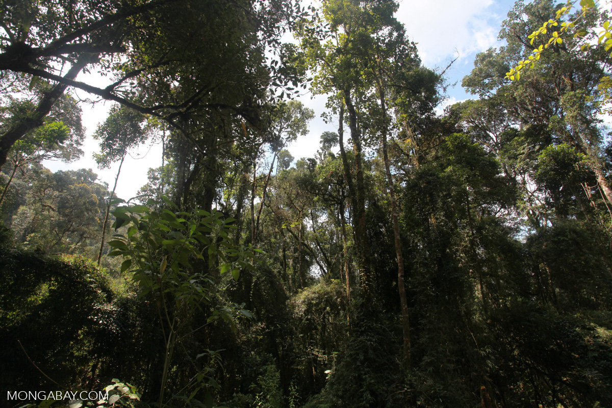 Ranomafana rainforest [madagascar_5476]