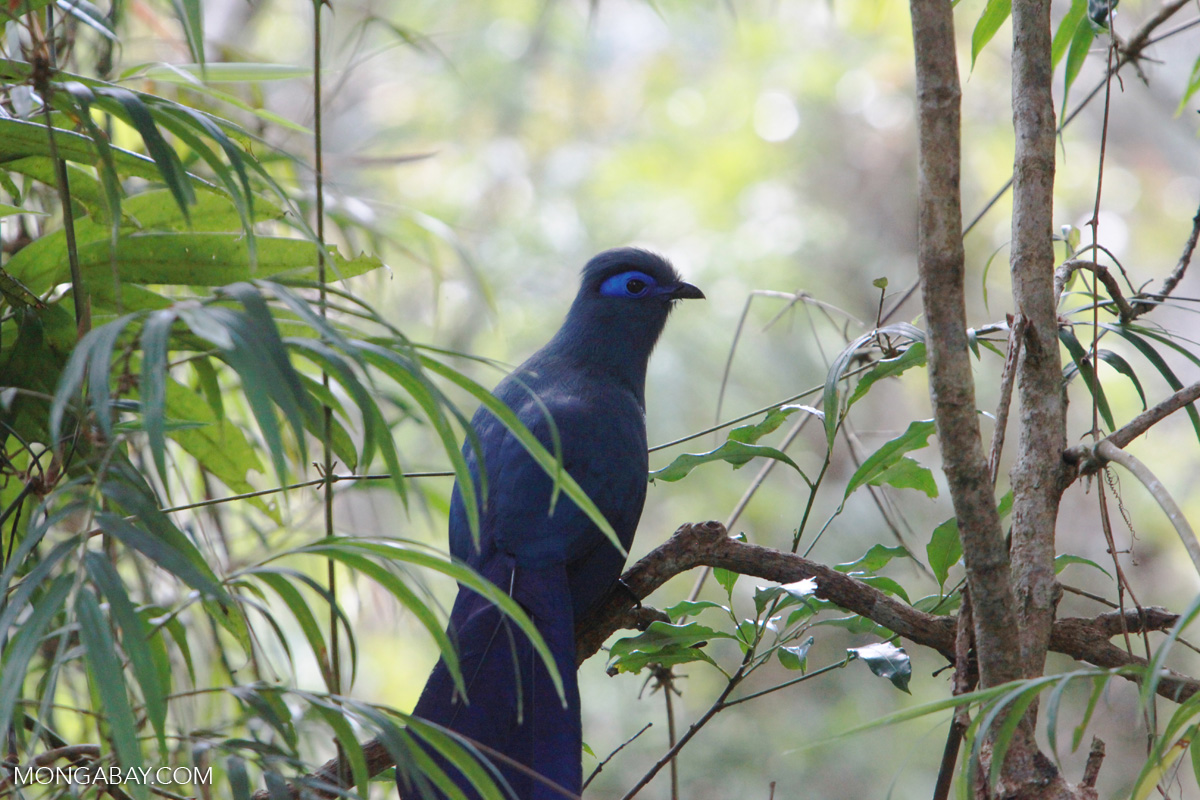 Blue Coua (Coua caerulea)