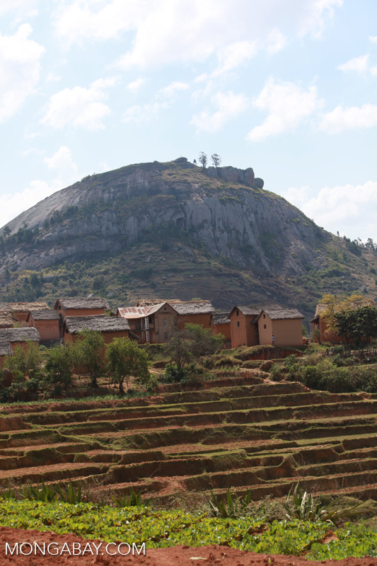 Terraced rice fields near Fianarantsoa [madagascar_5617]