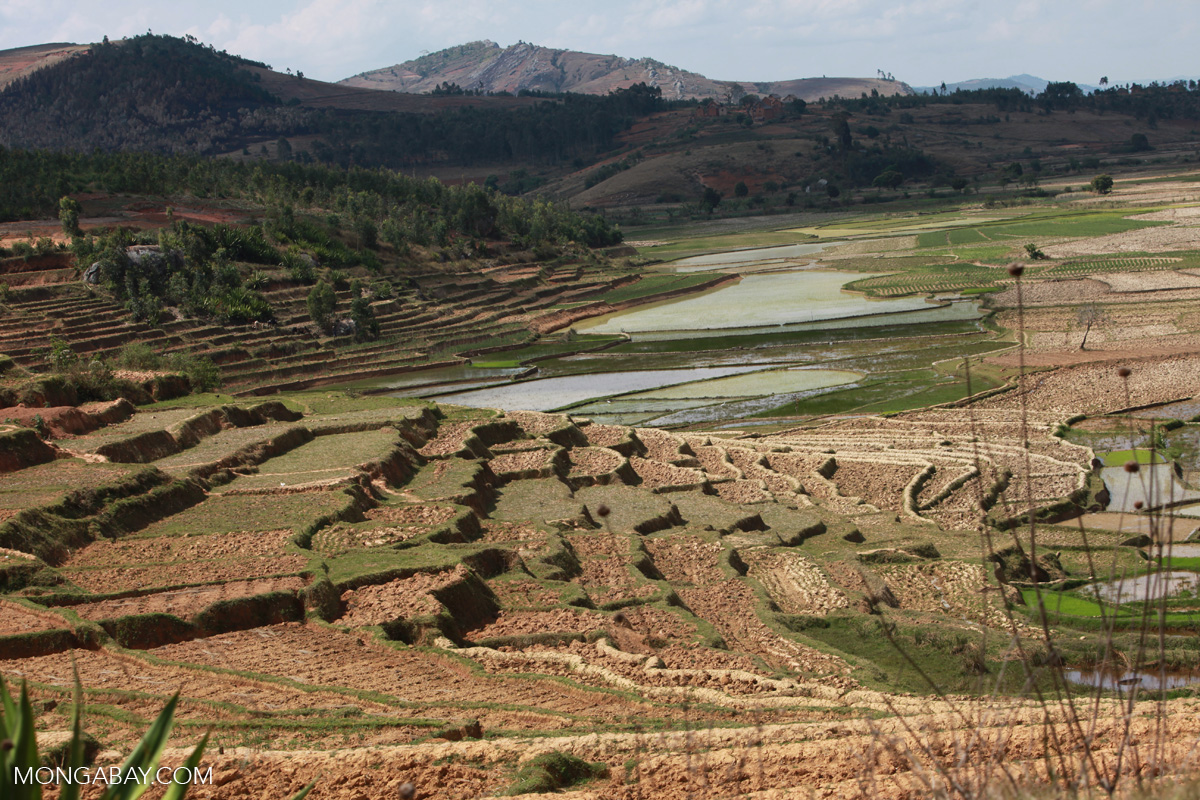 Terraced rice fields near Fianarantsoa [madagascar_5622]