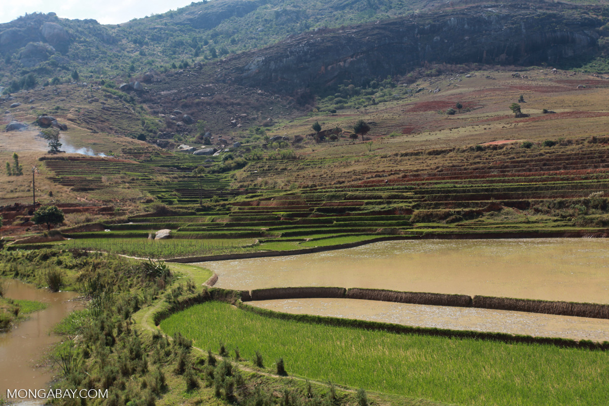 Terraced rice fields near Fianarantsoa [madagascar_5632]