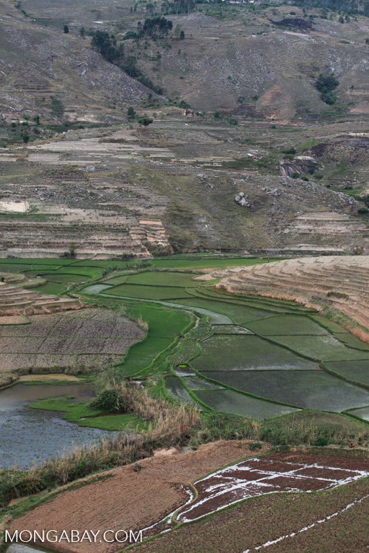 Terraced rice fields with zebu cattle near Fianarantsoa