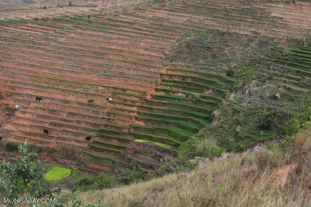Terraced rice fields near Fianarantsoa [madagascar_5654]