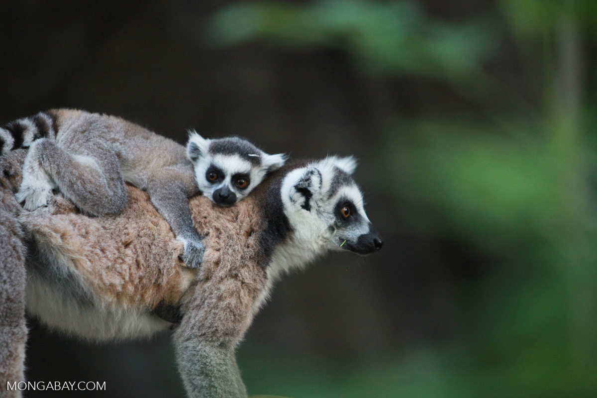 Ring-tailed lemur with baby [madagascar_5745]