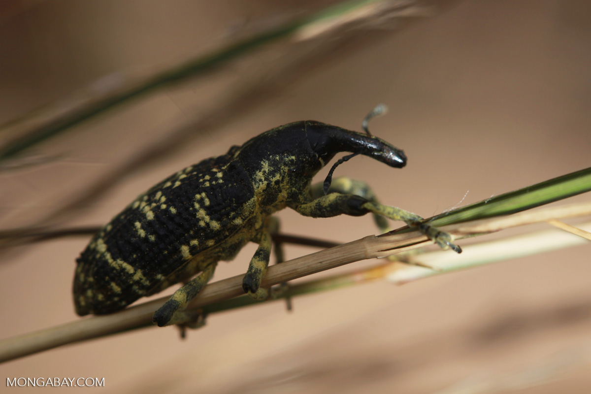 Yellow-speckled Cleonine weevil (genus Lixus - Curculionidae family ...