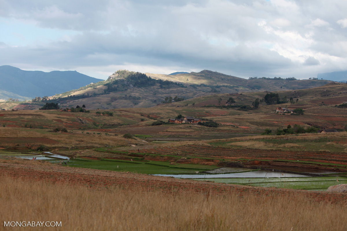 Rice fields in the Antanifotsy Valley [madagascar_6177]