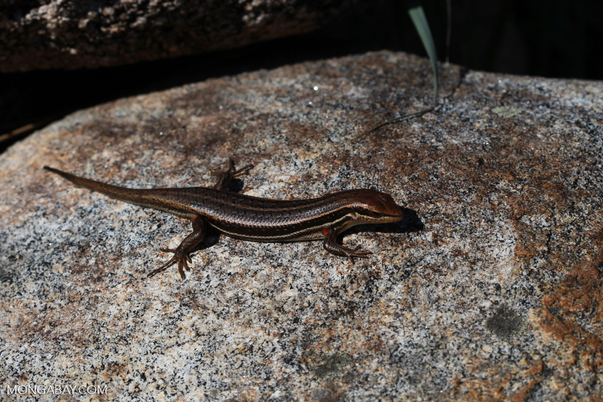 Zonosaurus planet lizard with red spot behind its leg