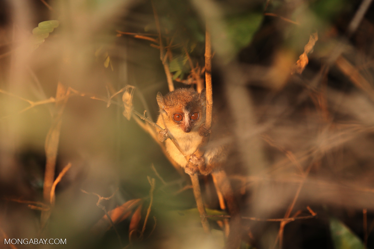 Golden Brown Mouse Lemur (Microcebus ravelobensis) [madagascar ...