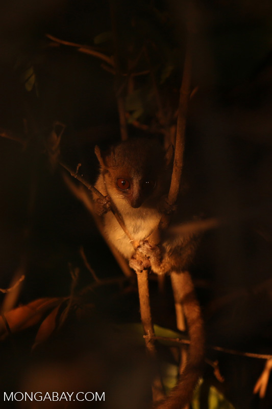Golden Brown Mouse Lemur (Microcebus ravelobensis) [madagascar ...
