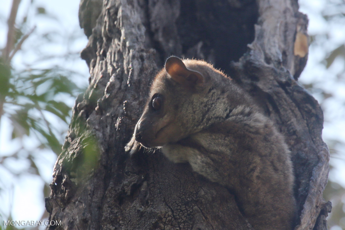 Milne-Edwards' Sportive Lemur (Lepilemur edwardsi) [madagascar ...