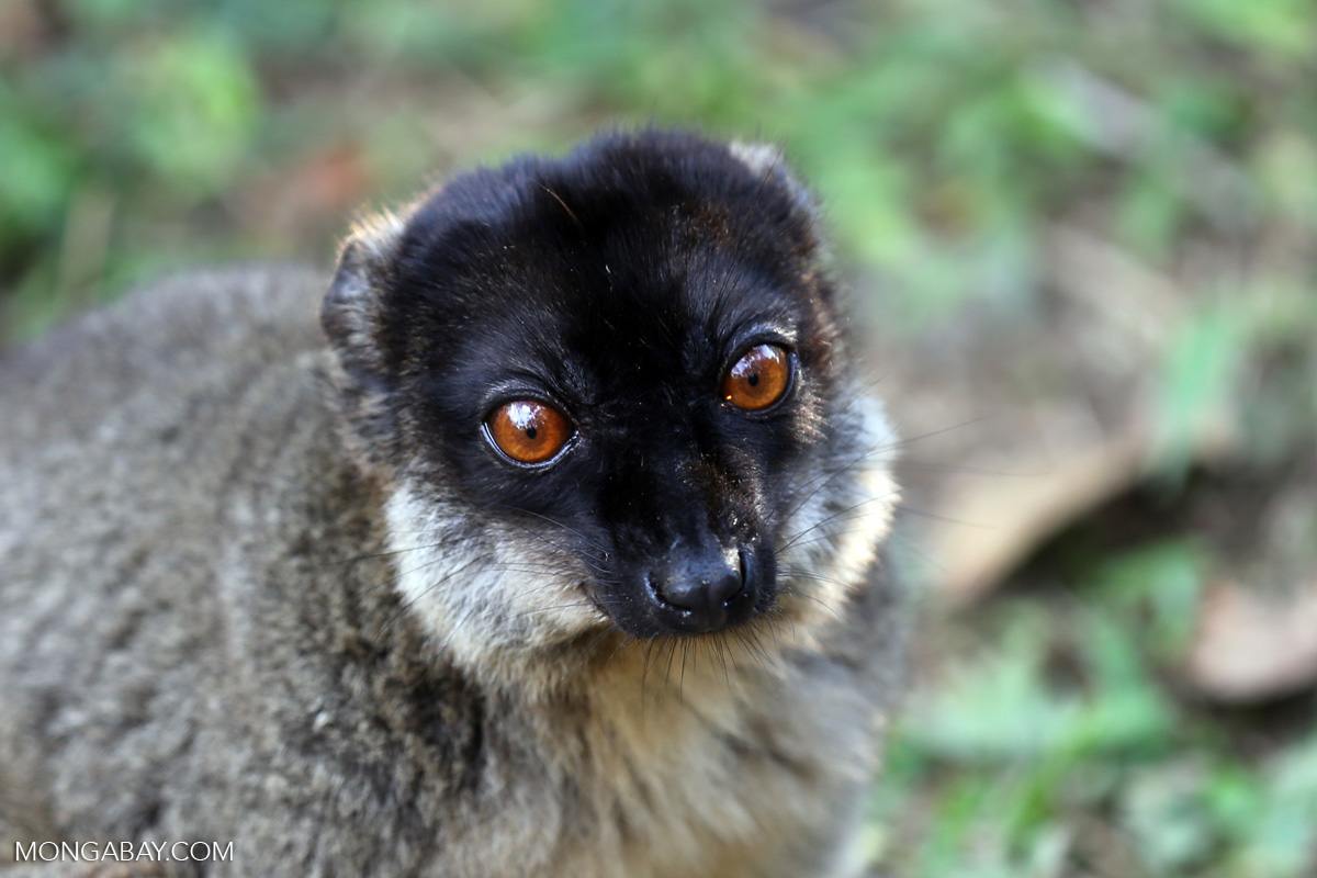 Common brown lemur (Eulemur fulvus) [madagascar_lemurs_0047]