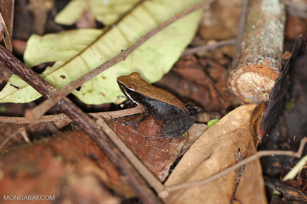 Mantidactylus melanopleura species