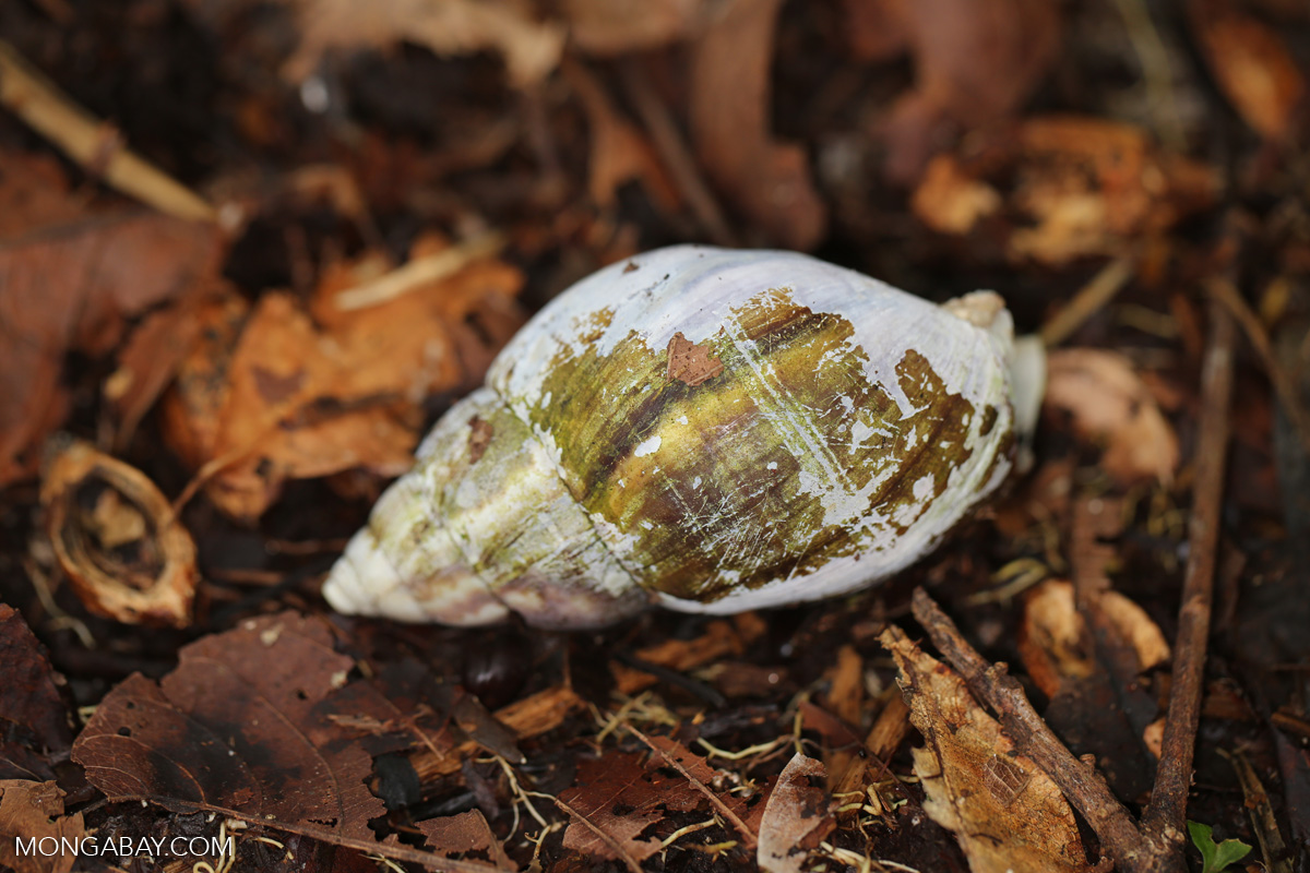 Snail [madagascar_maroantsetra_0095]