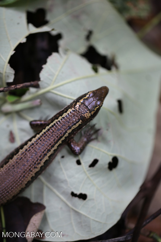 Madagascar plated lizard (Zonosaurus madagascarensis) [madagascar ...