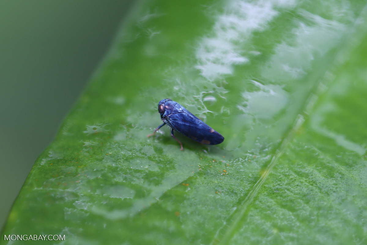 Blue planthopper [madagascar_masoala_0107]