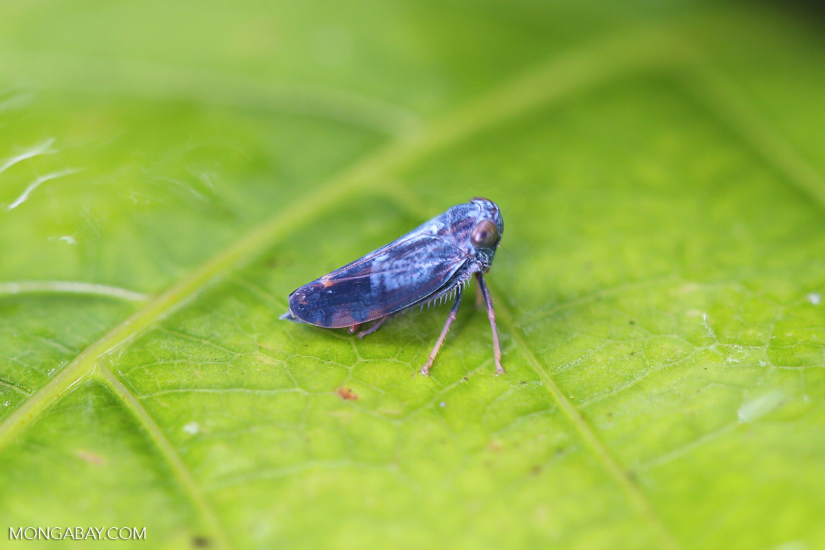 Blue planthopper [madagascar_masoala_0111]