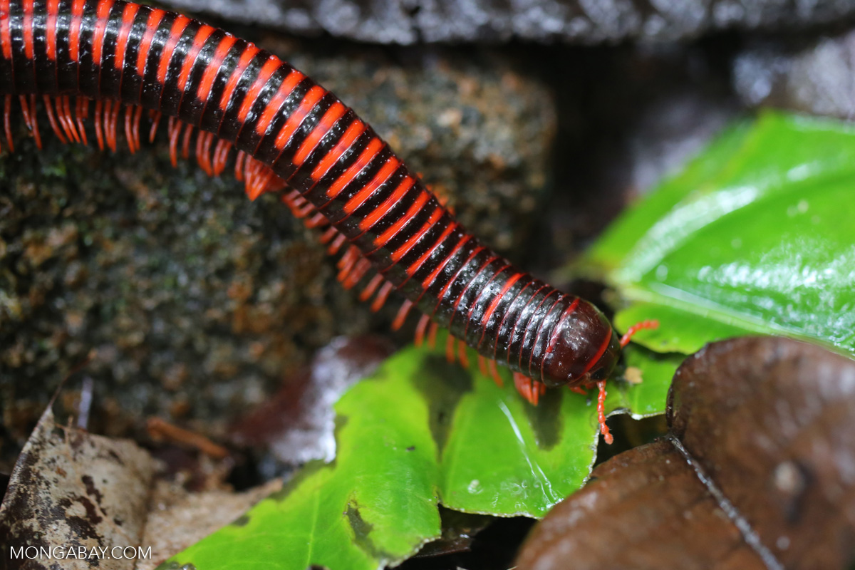 Red millipede [madagascar_masoala_0129]