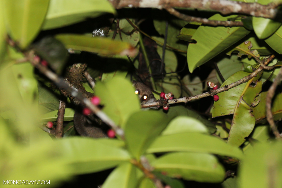 Greater dwarf lemur (Cheirogaleus major)