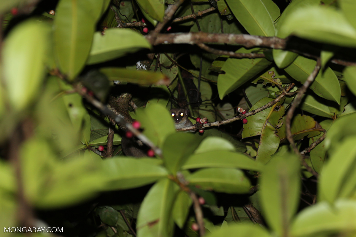 Greater dwarf lemur (Cheirogaleus major) [madagascar_masoala_0433]
