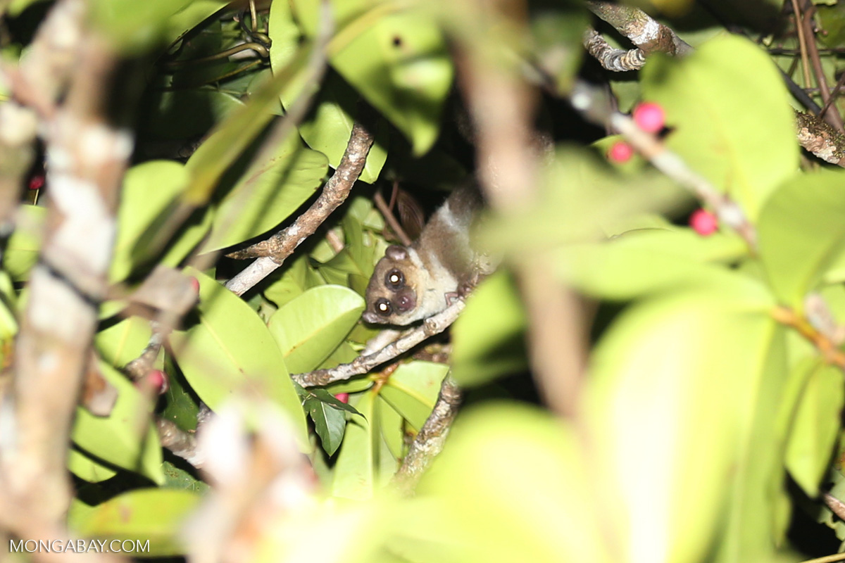 Greater dwarf lemur (Cheirogaleus major) [madagascar_masoala_0449]