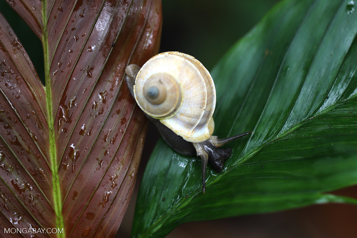 Whilte snail [madagascar_masoala_0501]