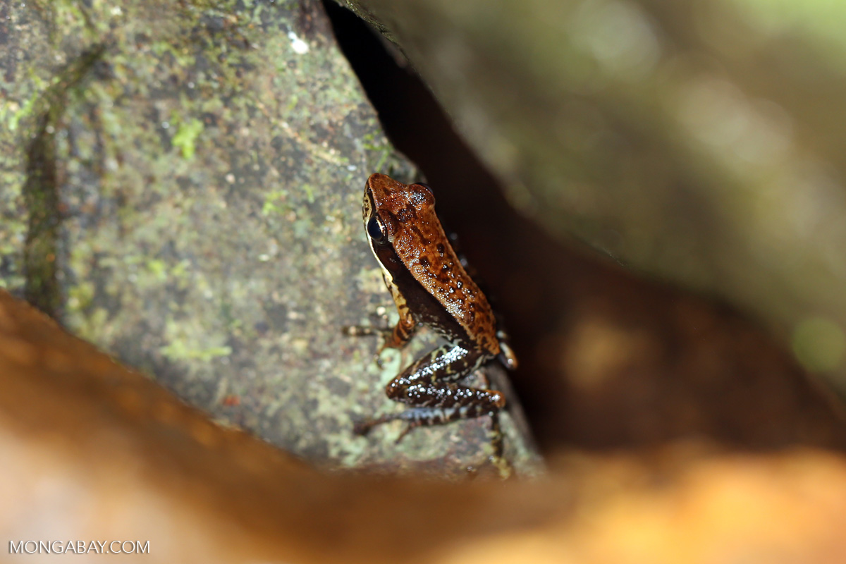 Mantidactylus opiparis