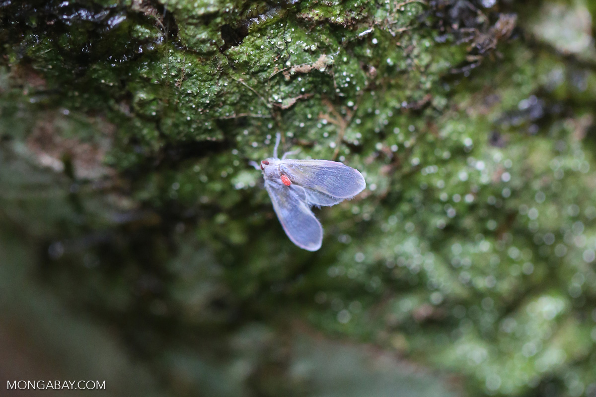 White insect with a red mite [madagascar_masoala_0583]