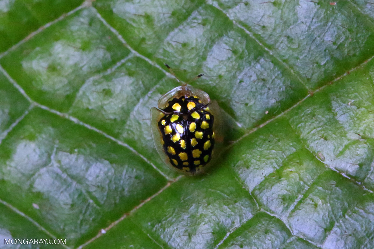 Black Tortoise beetle with yellow polkadots [madagascar_masoala_0658]