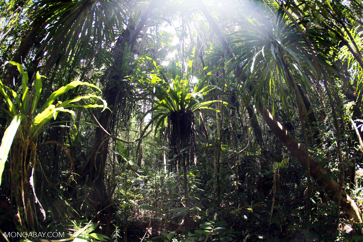 Tampolo rainforest [madagascar_masoala_0851]