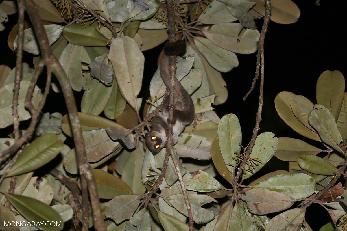 Greater dwarf lemur (Cheirogaleus major) [madagascar_masoala_0945]