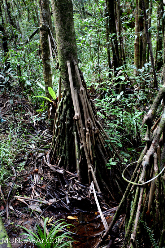 Swamp tree with stilt roots