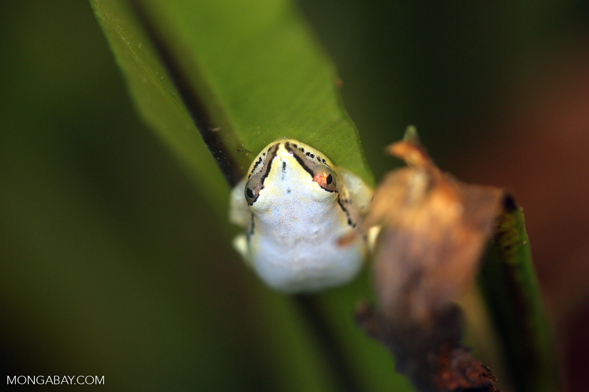 Blue Reed Frog (Heterixalus madagascariensis)
