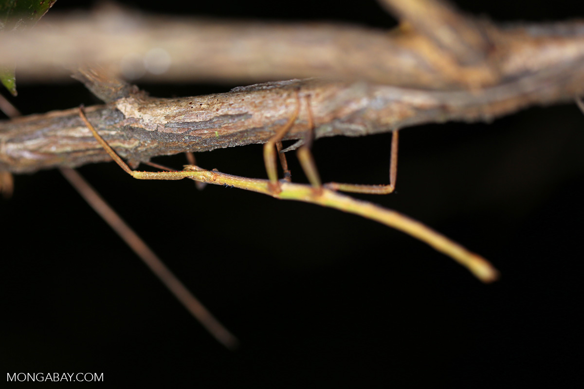 Walking stick insect [madagascar_perinet_0142]
