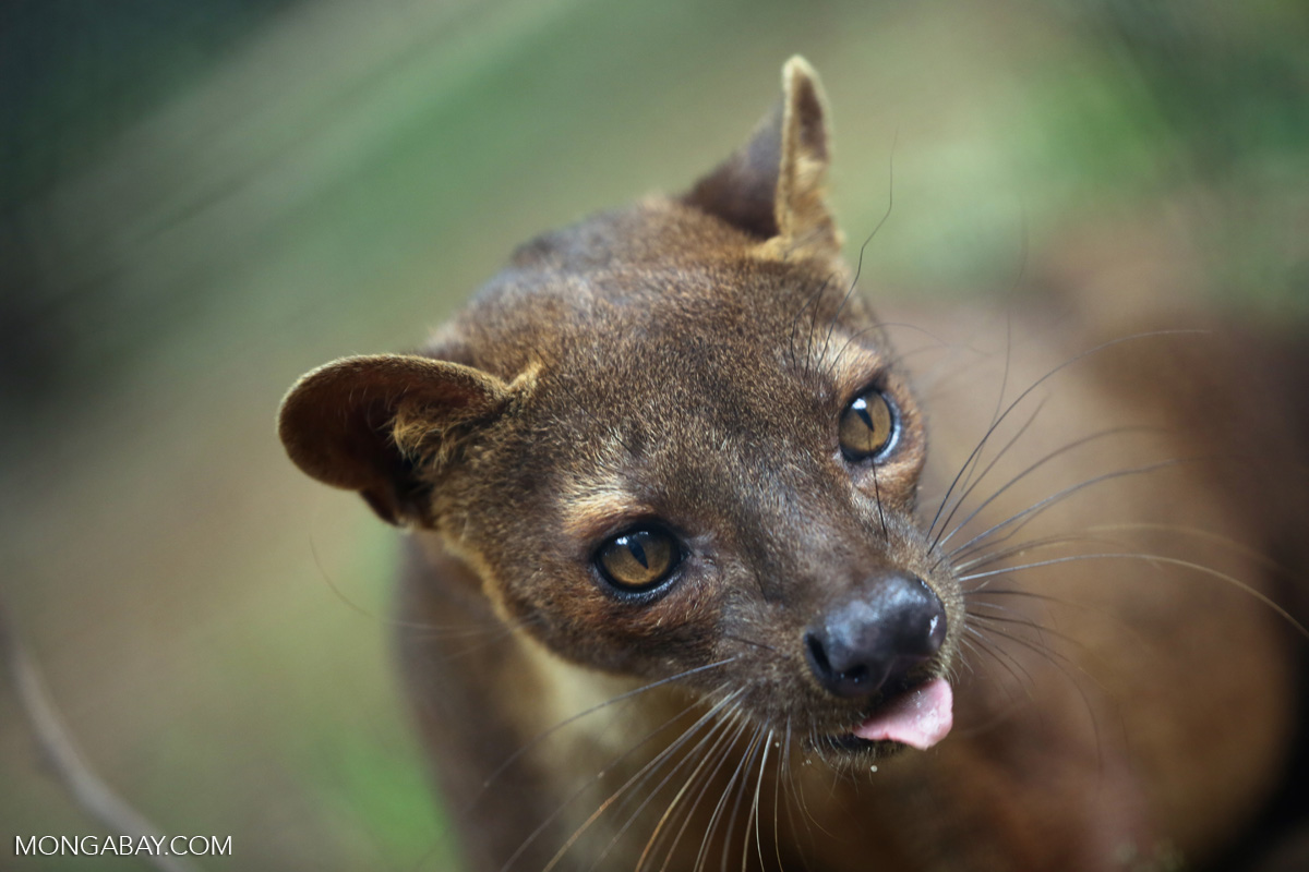 Fossa (Cryptoprocta ferox) [madagascar_perinet_0280]