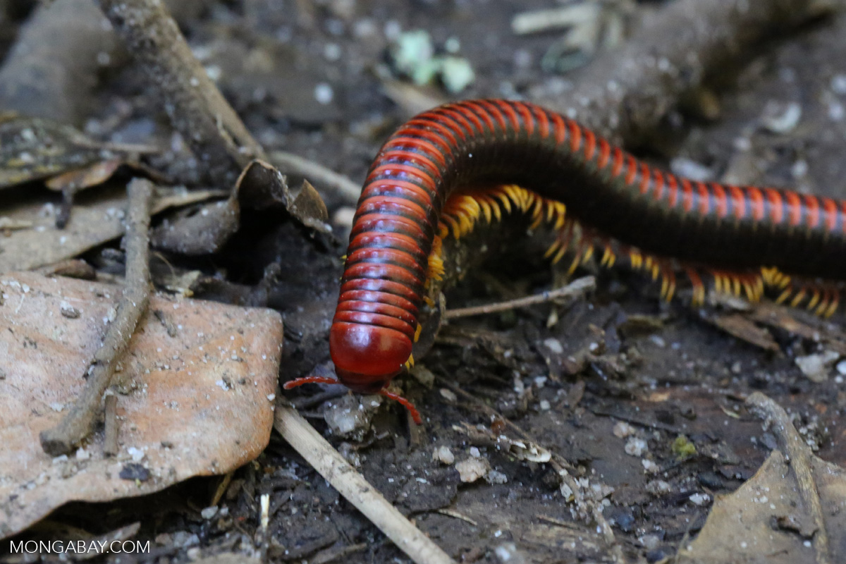 Madagascar Fire Millipede (Aphistogoniulus sp) [madagascar_perinet_0383]