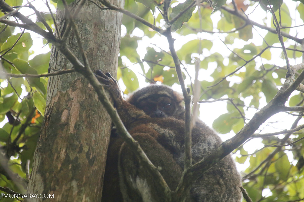 Eastern woolly lemur (Avahi laniger) [madagascar_perinet_0519]