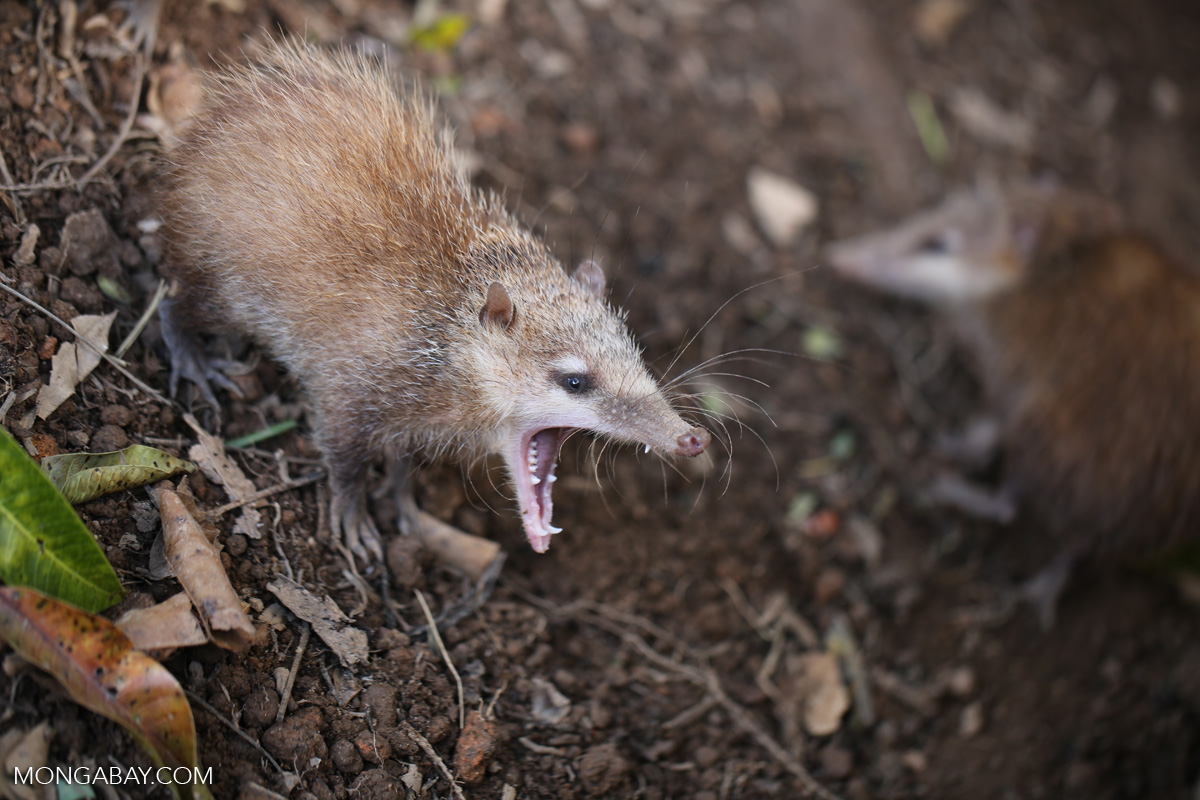 Tailless tenrec (Tenrec ecaudatus) bearing its teeth